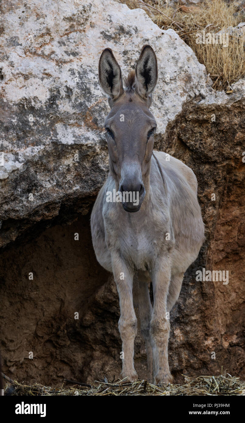 Donkeys in lindos rhodes hi-res stock photography and images - Alamy
