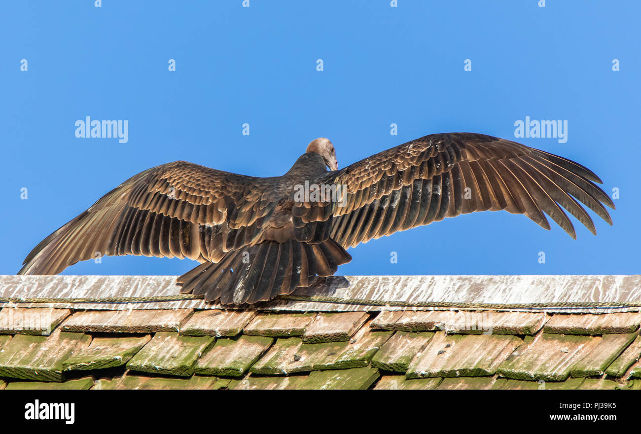 Turkey Vulture Perched on a Roof in Hueston Woods State Park, Ohio ...