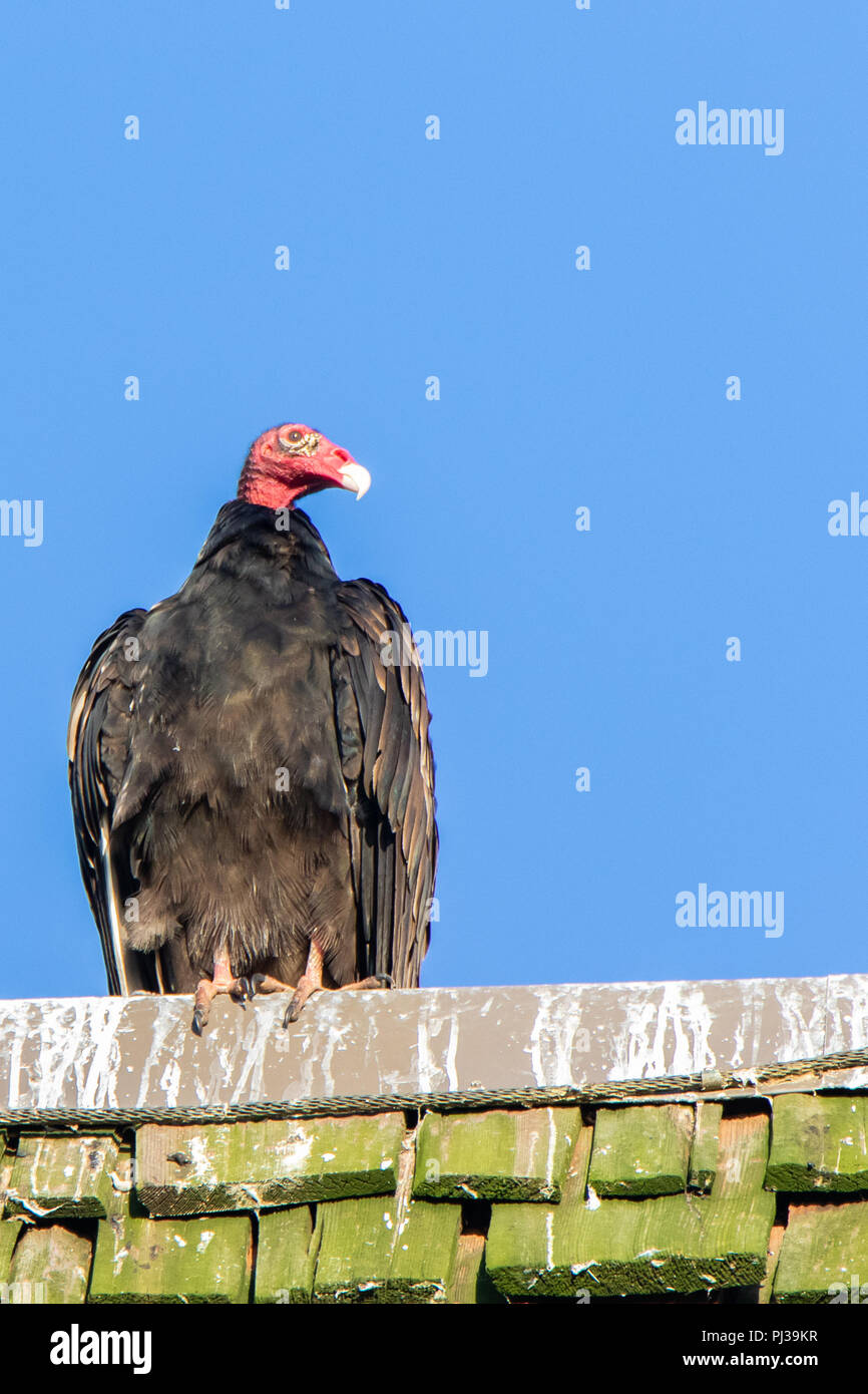 Turkey Vulture Perched on a Roof in Hueston Woods State Park, Ohio ...