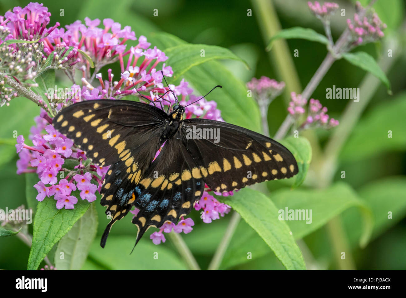 Family papilionidae hi-res stock photography and images - Alamy