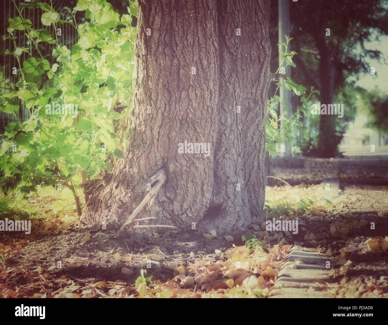 Large trunk tree hi-res stock photography and images - Alamy