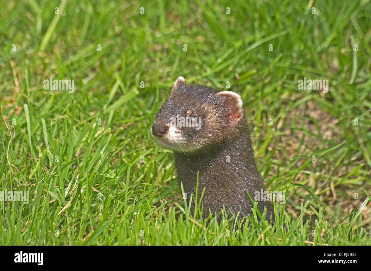 Polecat putorius putorius captive hi-res stock photography and images ...