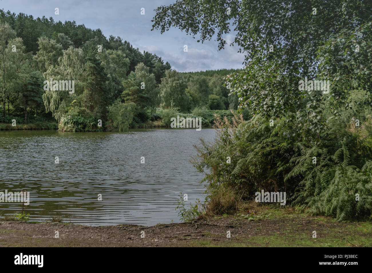 Cannock chase forest hi-res stock photography and images - Alamy
