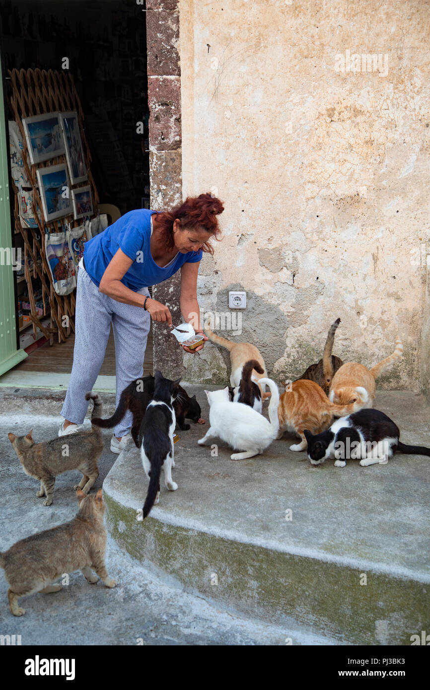 Local Greek woman feeding stray cats in Santorini Greece Stock Photo ...
