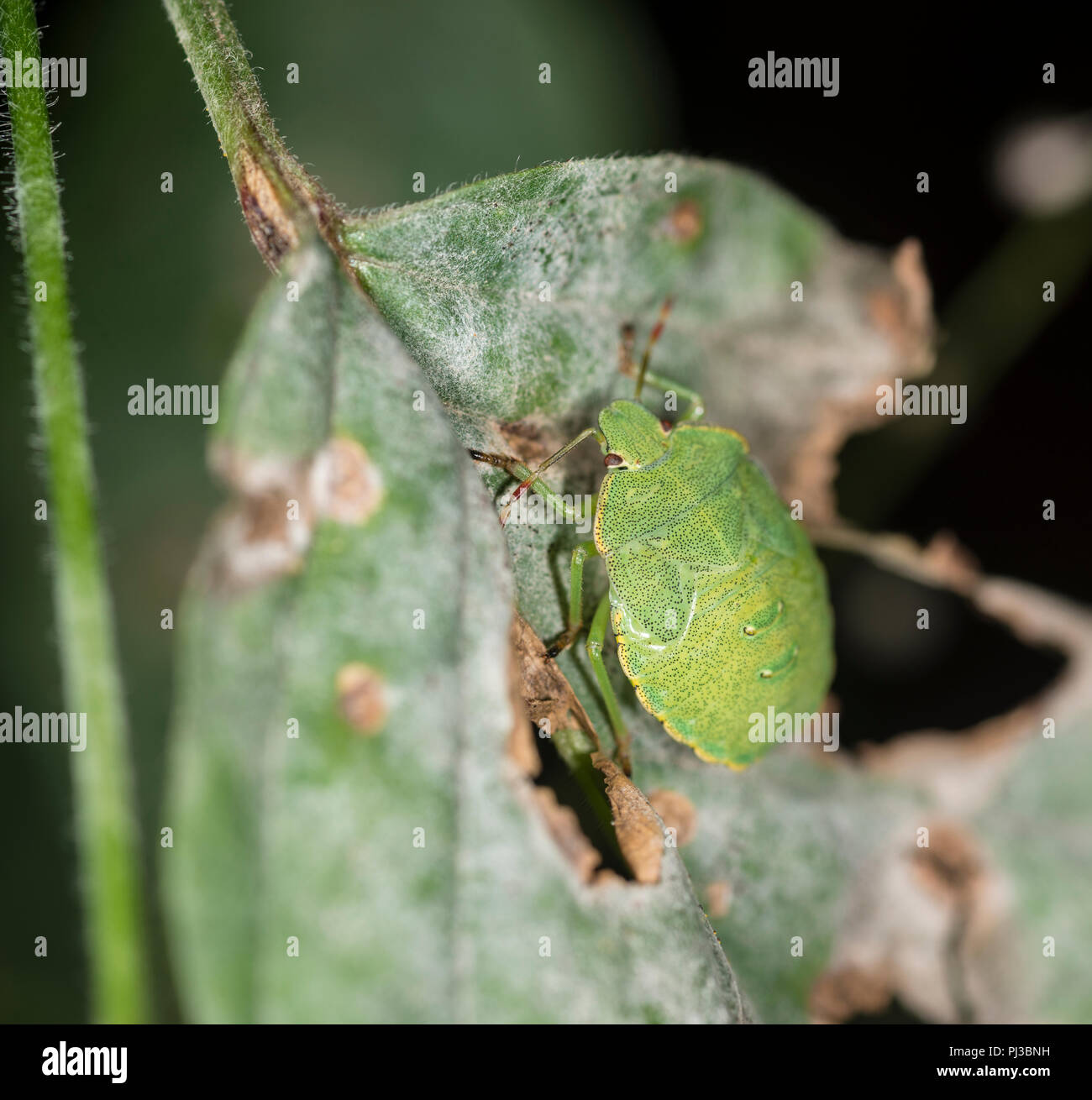 Green shield bug on a dying leaf Stock Photo - Alamy