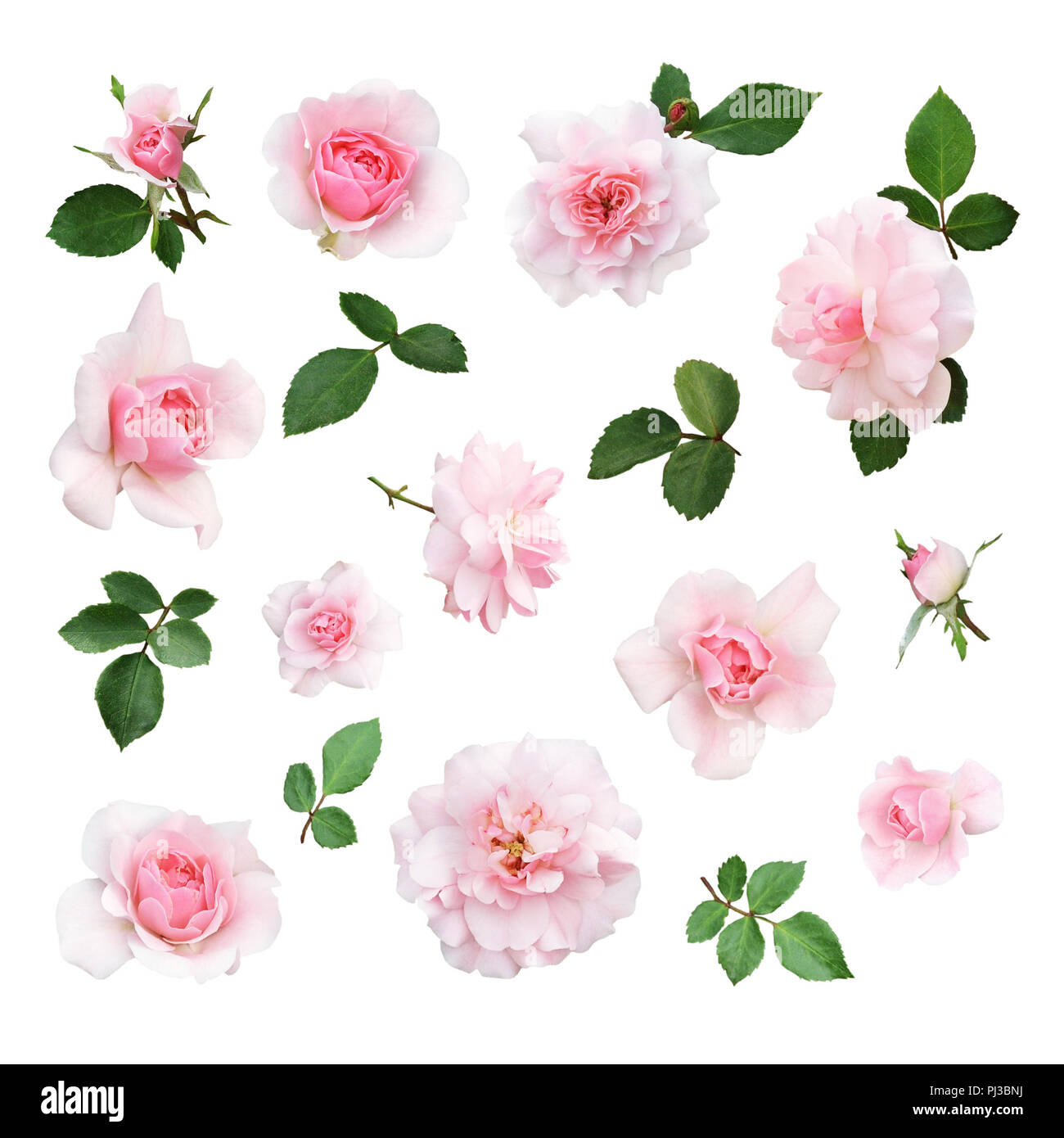 Set of pink rose flower and leaves isolated on white Stock Photo - Alamy