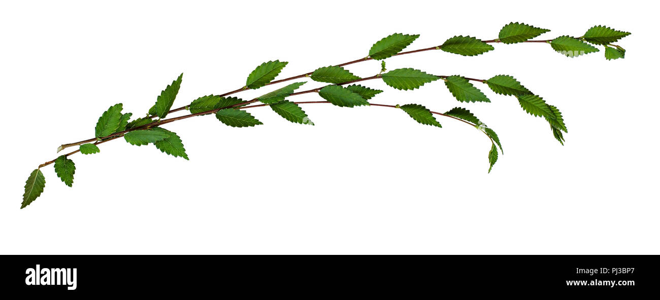 Bunch of fresh twigs with green leaves isolated on white background ...