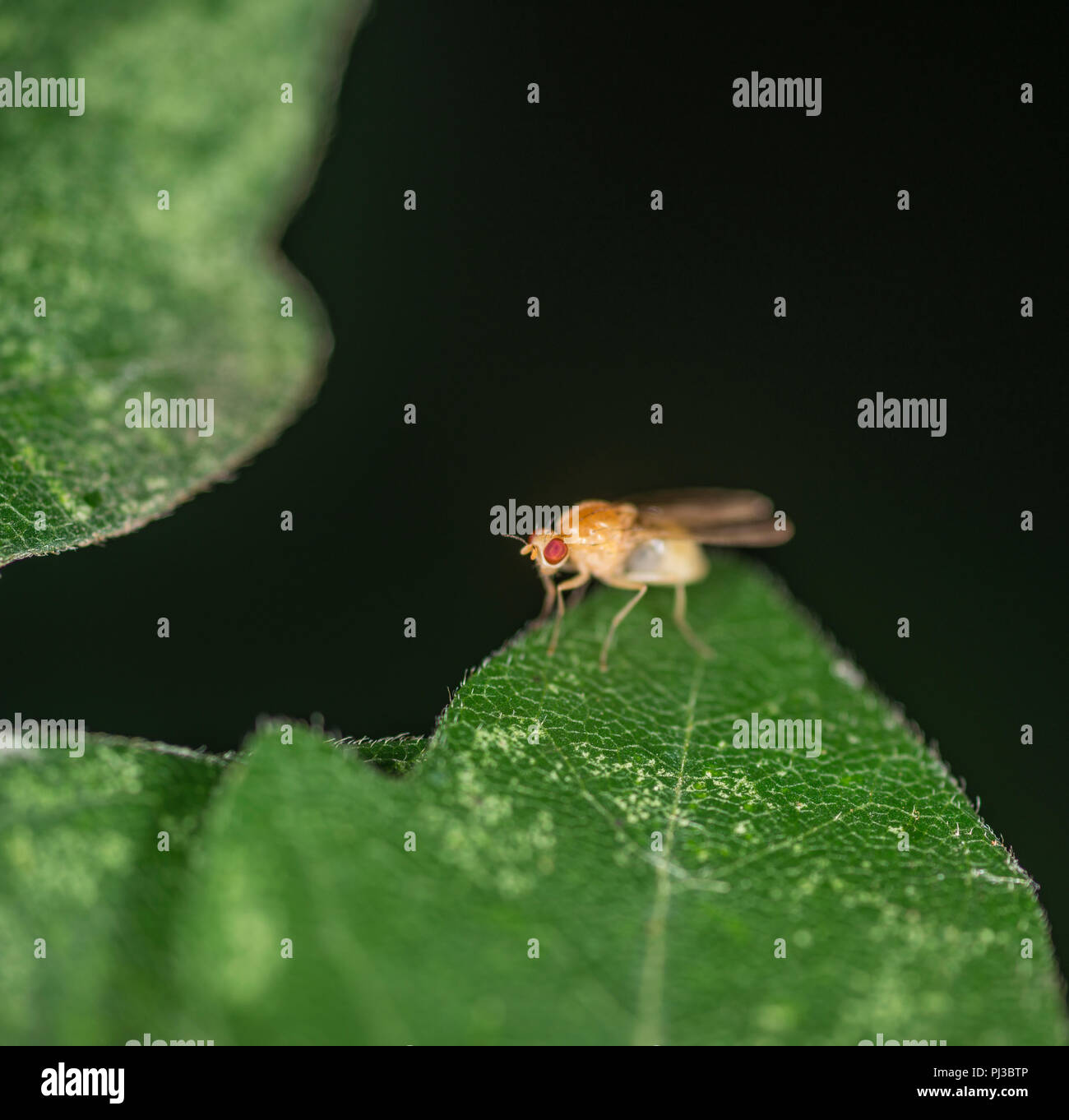 Fruit fly red eyes drosophila hi-res stock photography and images - Alamy