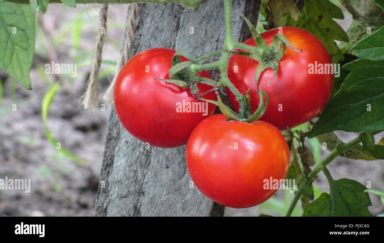 Fresh ripe red tomatoes and some tomatoes that are not ripe yet hanging ...
