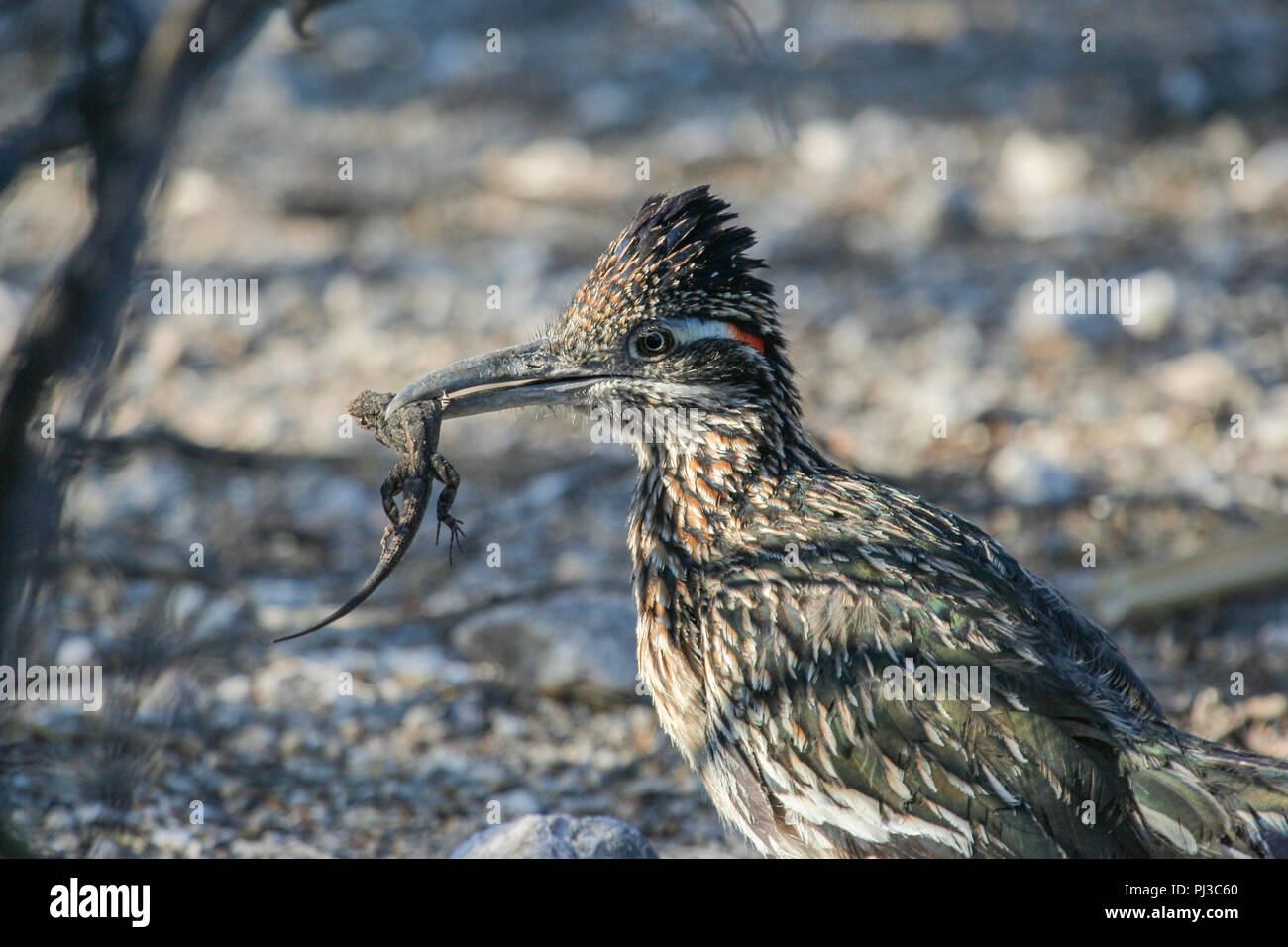 A greater roadrunner preying on an ornate tree lizard in the Sonoran ...