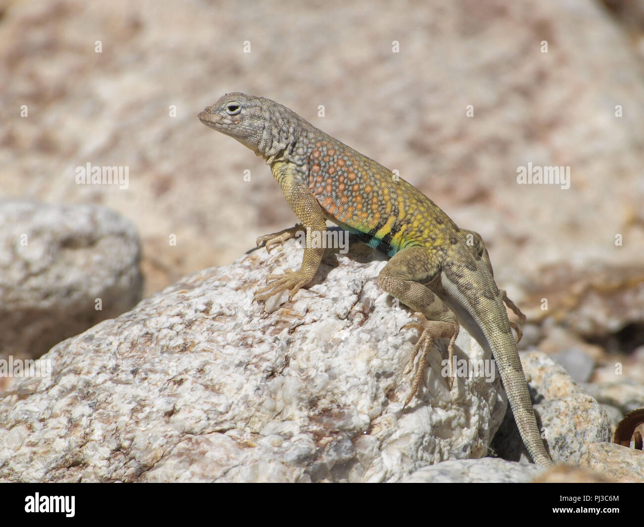 Portrait of a male greater earless lizard in the Sonoran Desert of ...