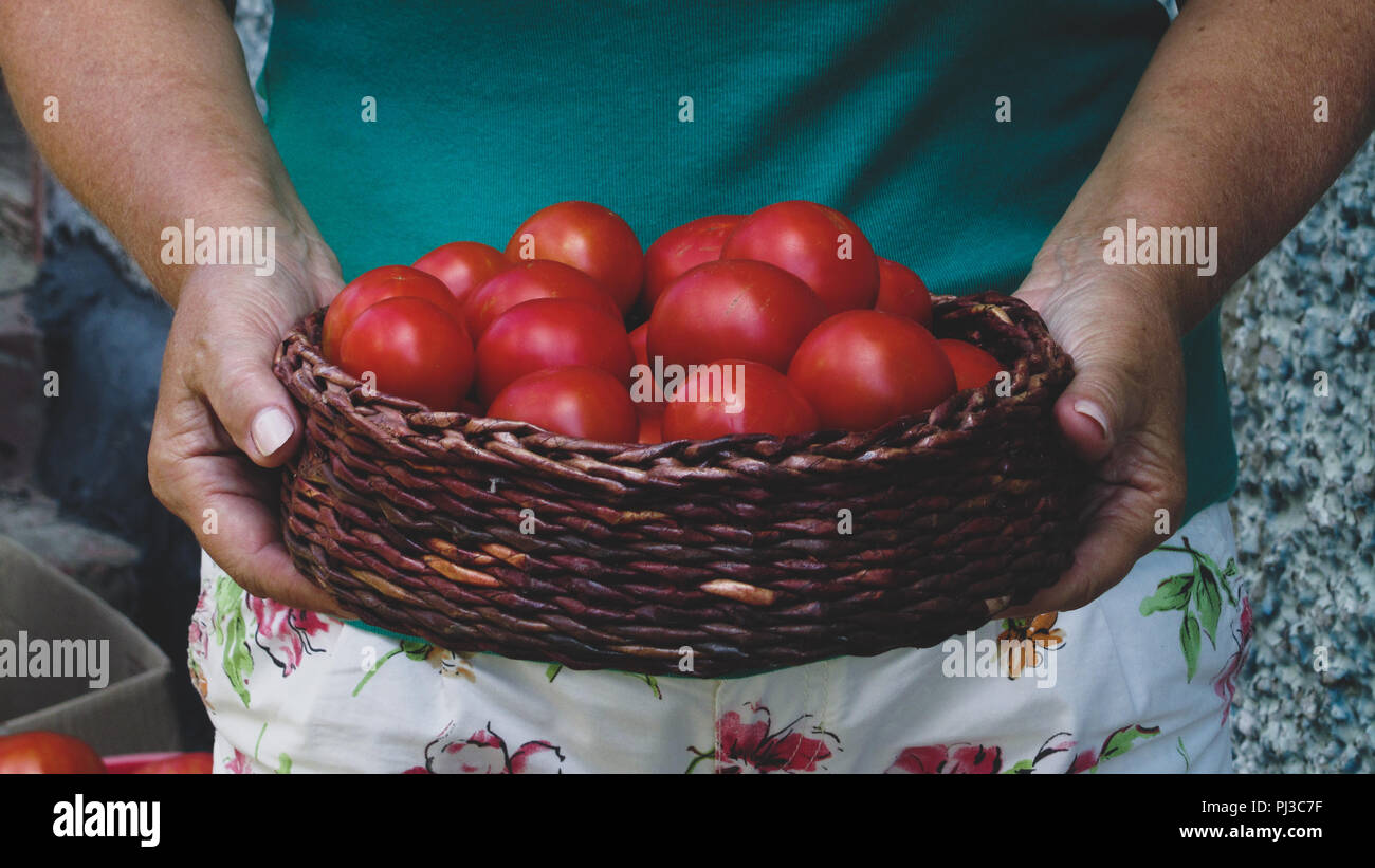 Harvesting tomatoes hands picking tomatoes hi-res stock photography and ...