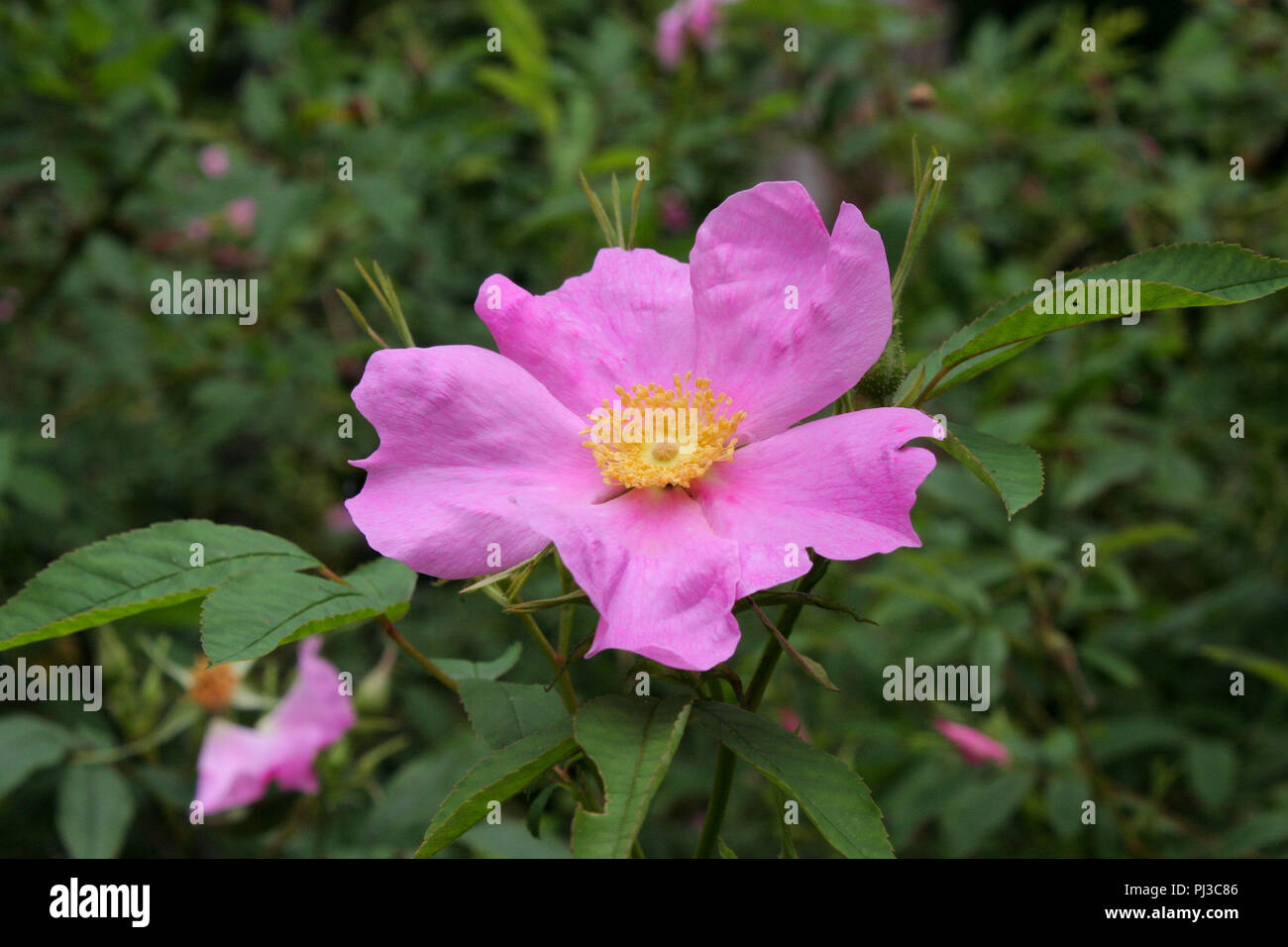 Rosa palustris swamp rose hi-res stock photography and images - Alamy
