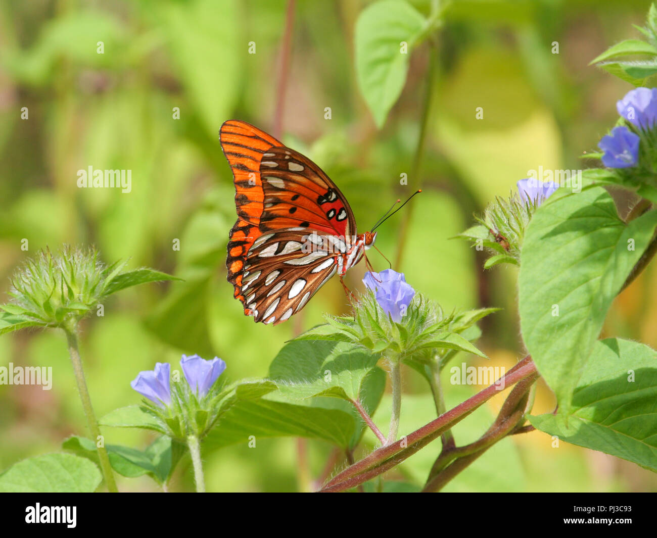 Fritillary butterfly hi-res stock photography and images - Alamy