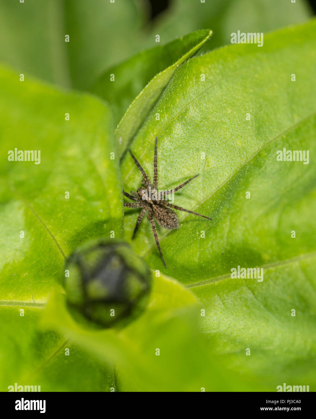 Spotted wolfspider hi-res stock photography and images - Alamy