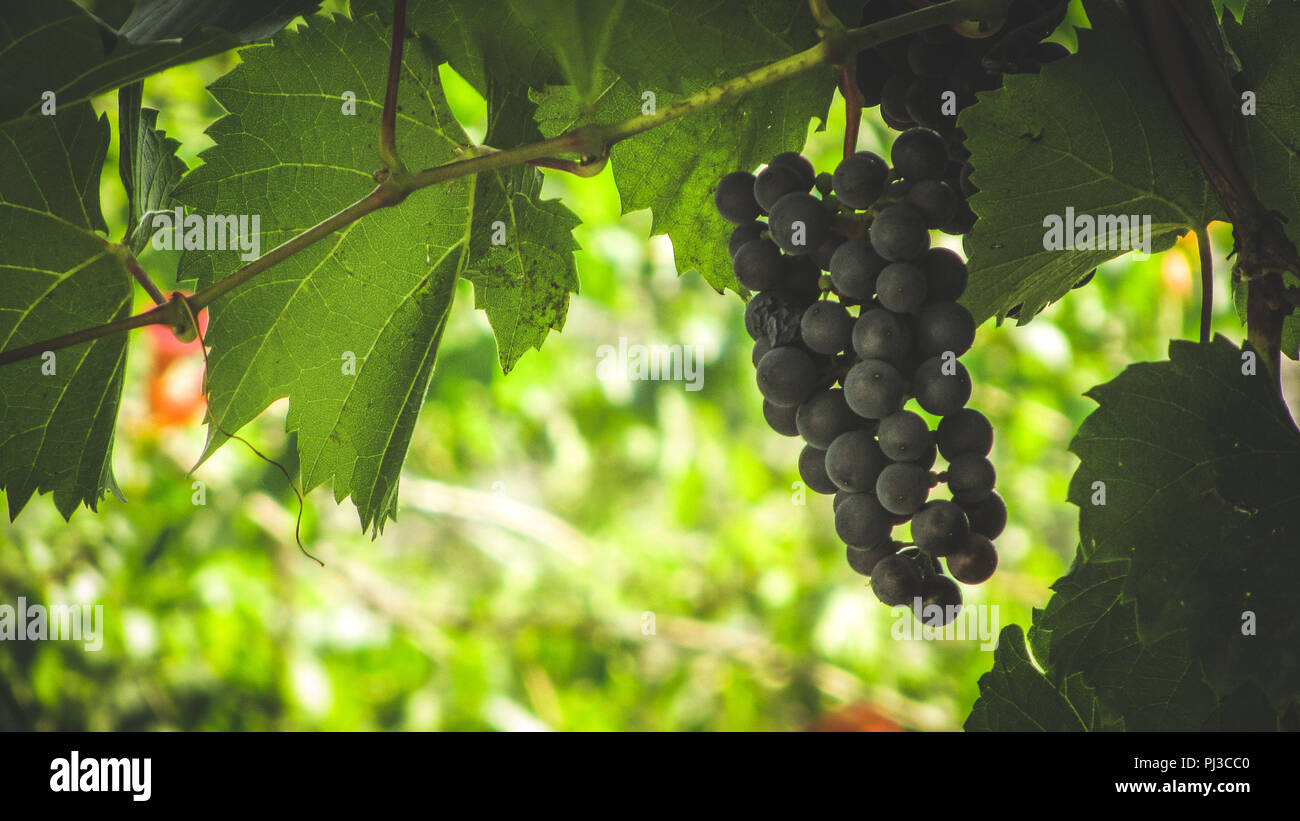 Ripe Grapes Close up on red black grapes in a vineyard, panoramic ...