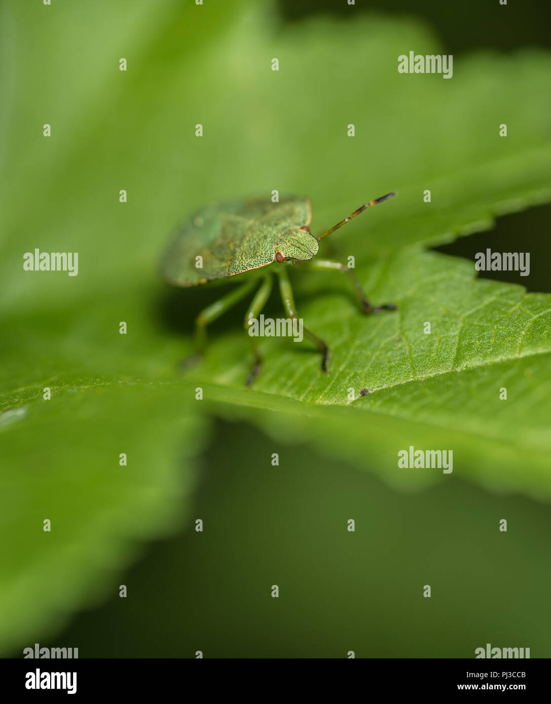 Green shield bug camouflaged hi-res stock photography and images - Alamy