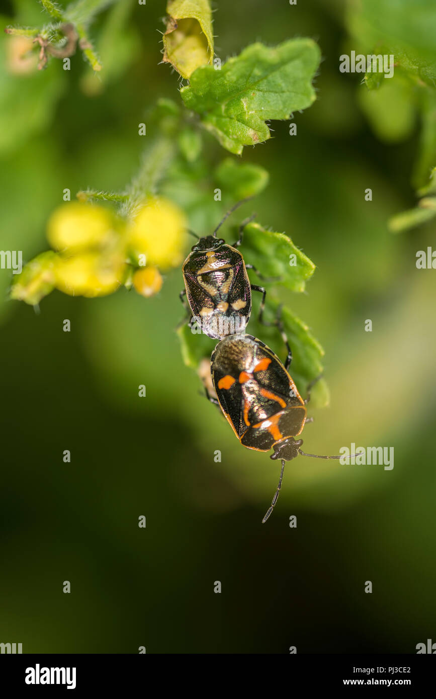 Stink bug nymphs hi-res stock photography and images - Alamy