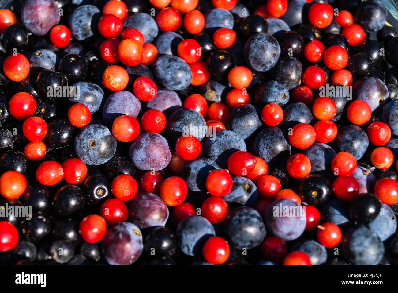 different berries colourful and healthy Stock Photo - Alamy