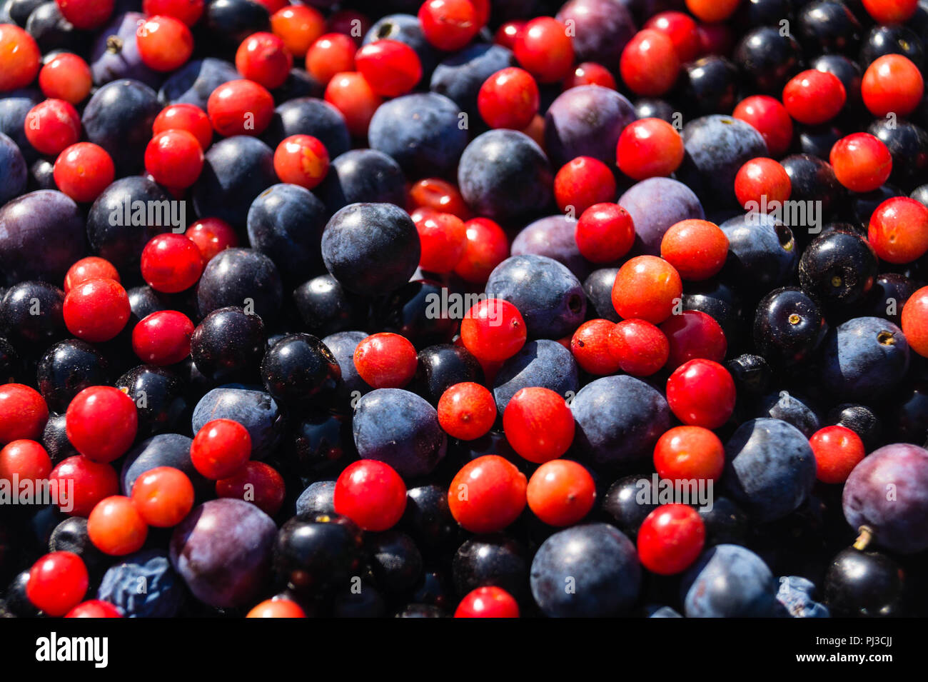different berries colourful and healthy Stock Photo - Alamy