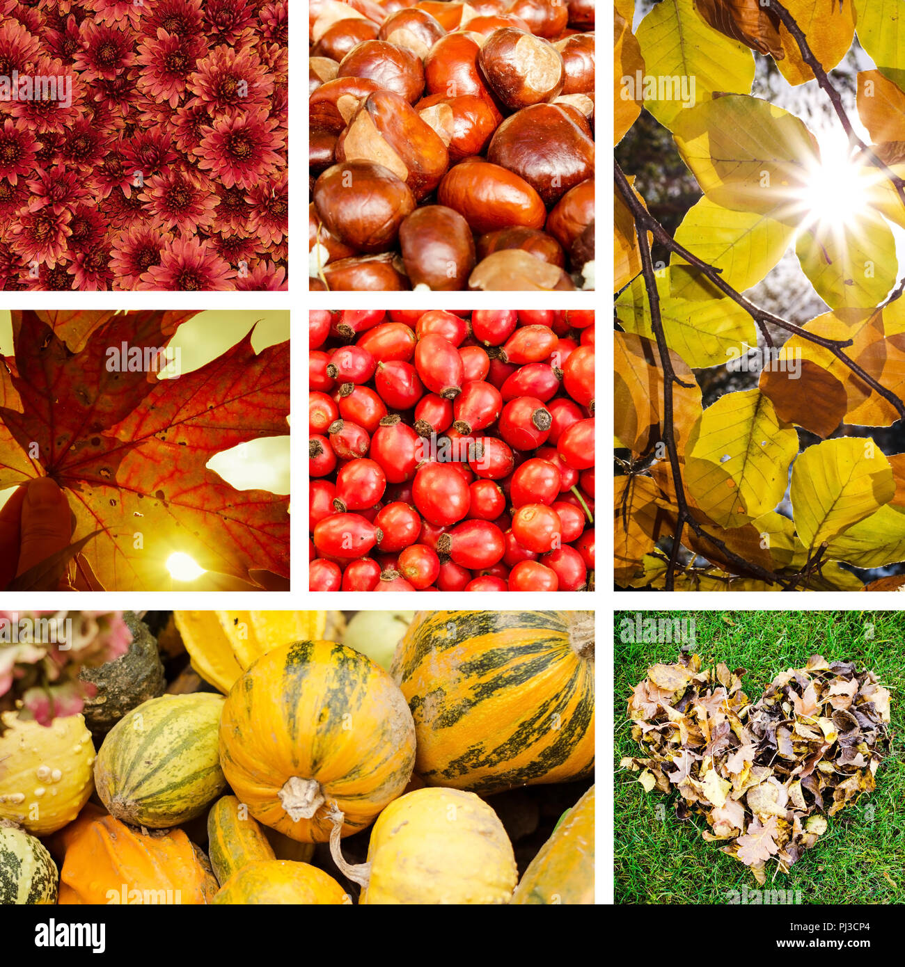 collage of autumn leaves,plants, berries, pumpkins, chrysanthemum ...