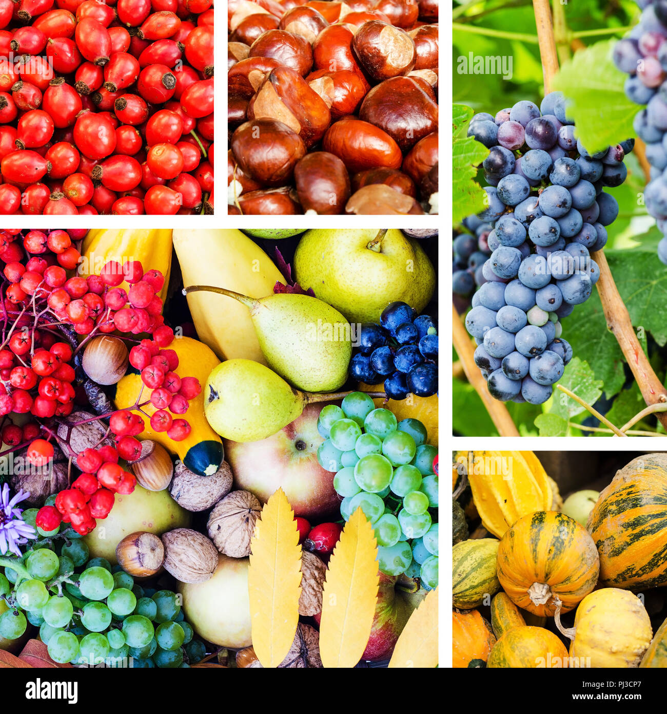 collage of autumn leaves,plants, berries, chestnuts, pumpkins, fruits ...