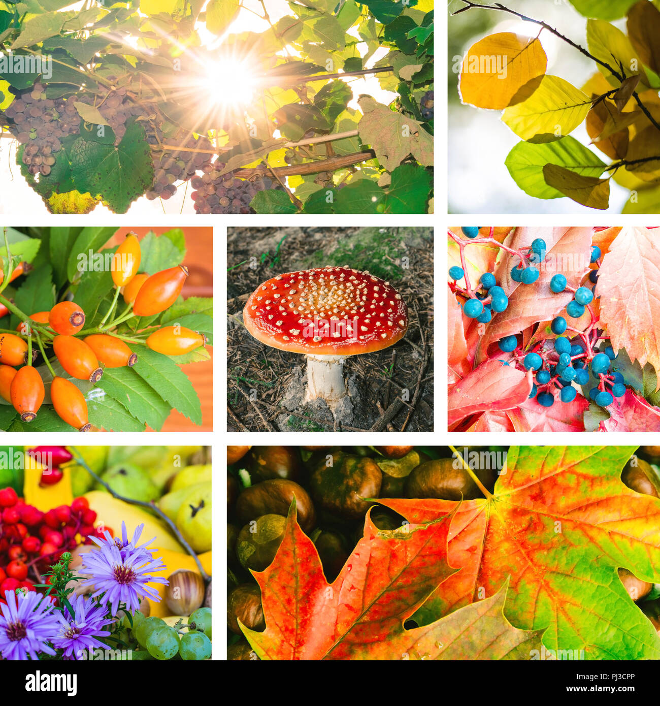 colorful collage of autumn leaves,grape, brier, toadstool and others ...