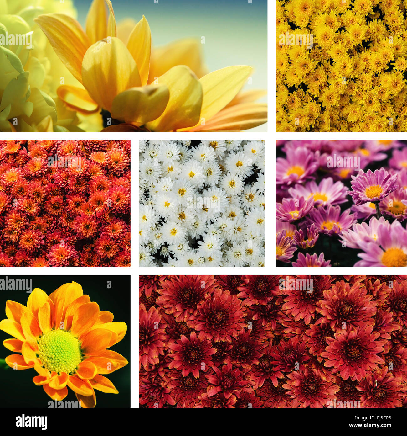 Floral collage hi-res stock photography and images - Alamy