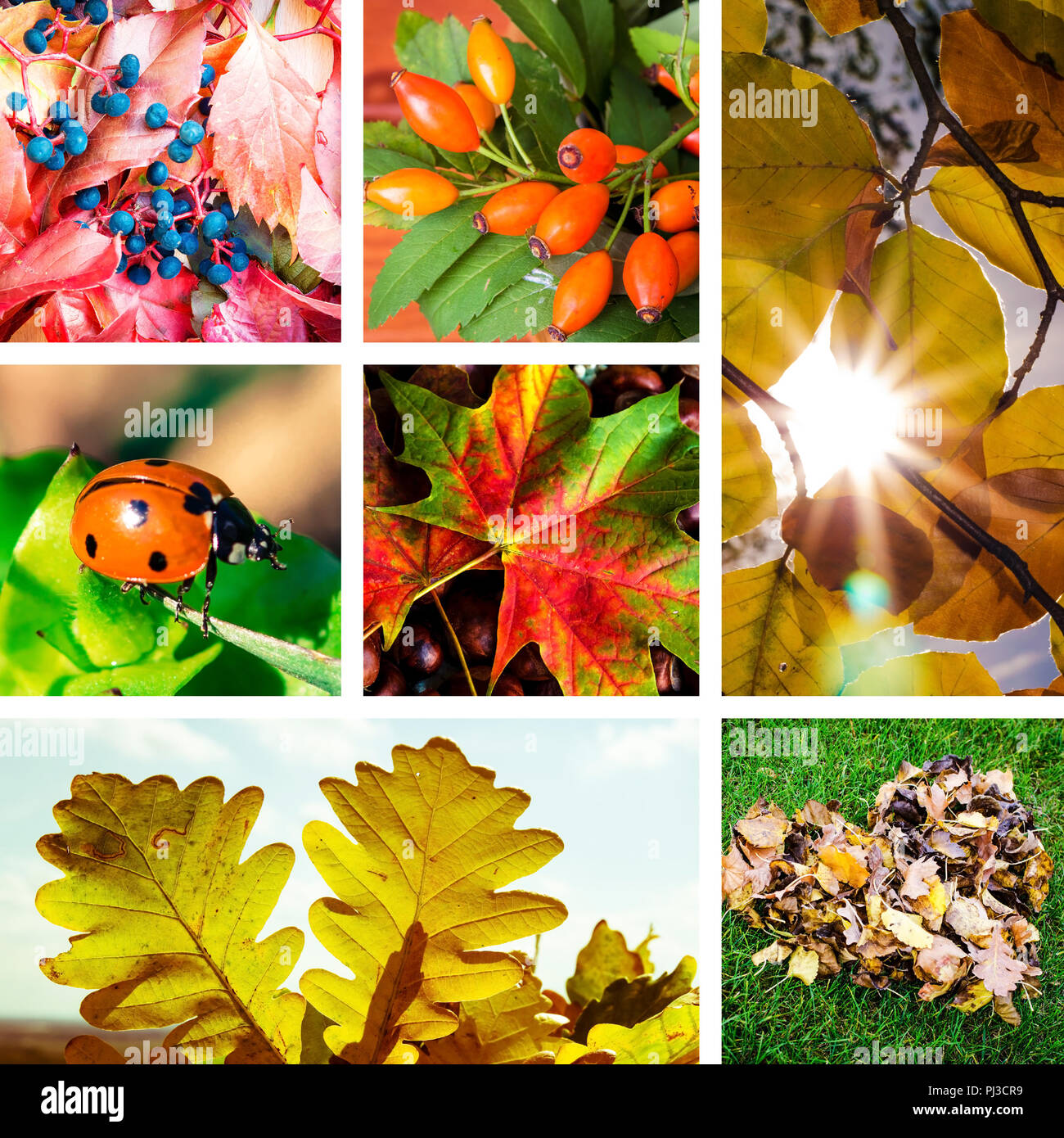 Flowers plants collage hi-res stock photography and images - Alamy