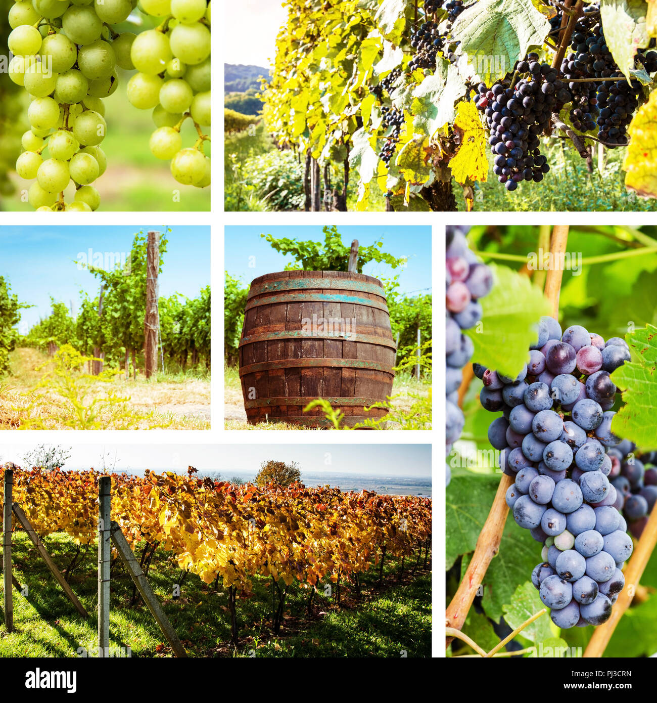collage of vineyard at autumn time and grapes Stock Photo - Alamy