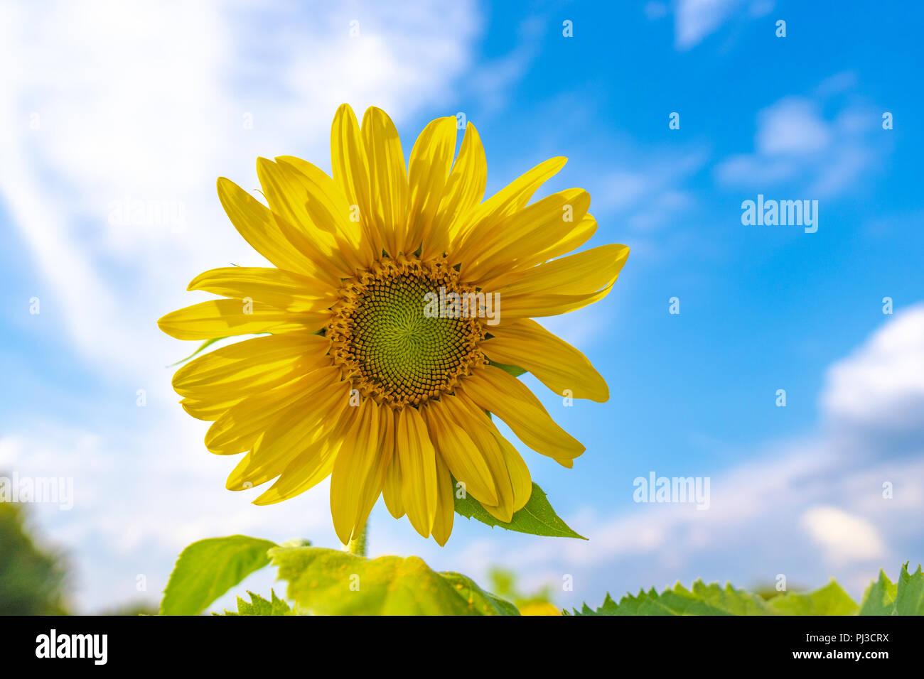 Young Sunflower closeup in the nature sunflower fields blooming to the ...