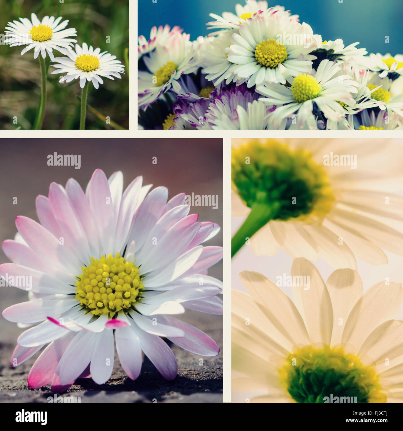 collage of white and pink daisy flower Stock Photo - Alamy