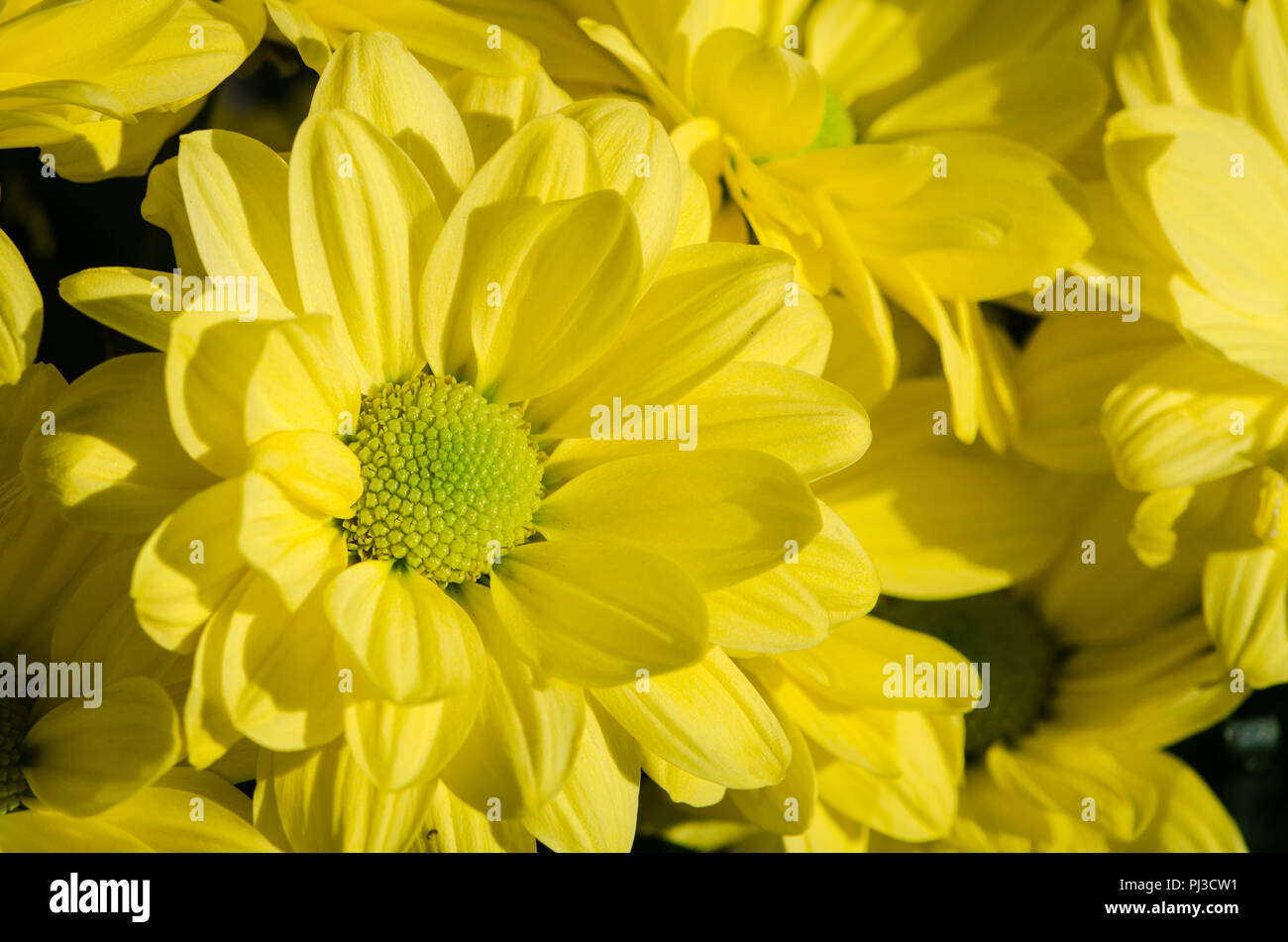 Seasonal detail hi-res stock photography and images - Alamy