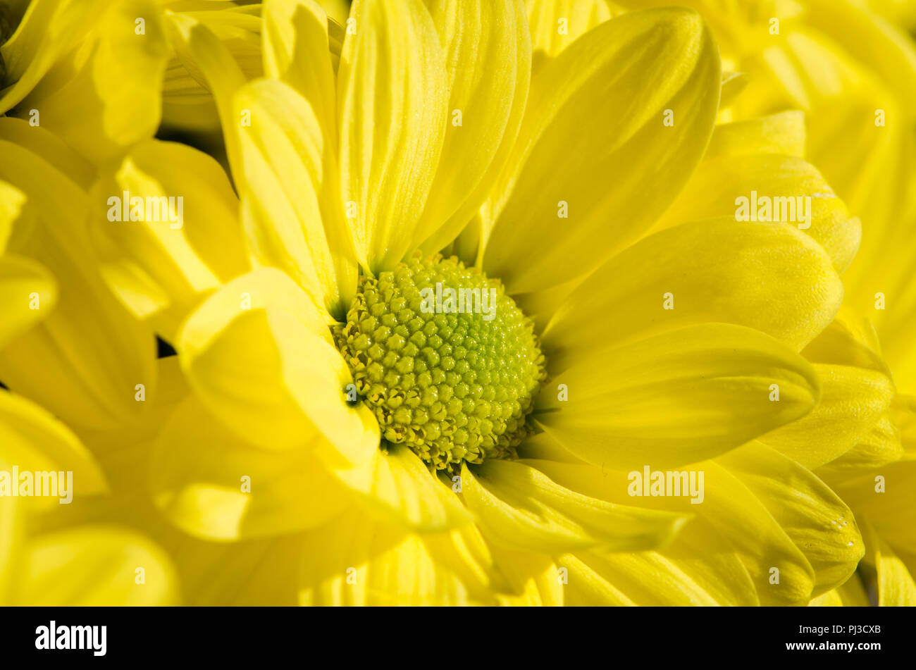 Seasonal detail hi-res stock photography and images - Alamy