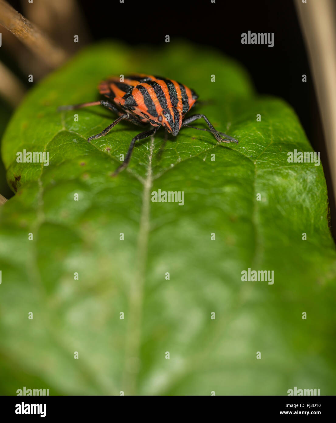 Bug pyama hi-res stock photography and images - Alamy