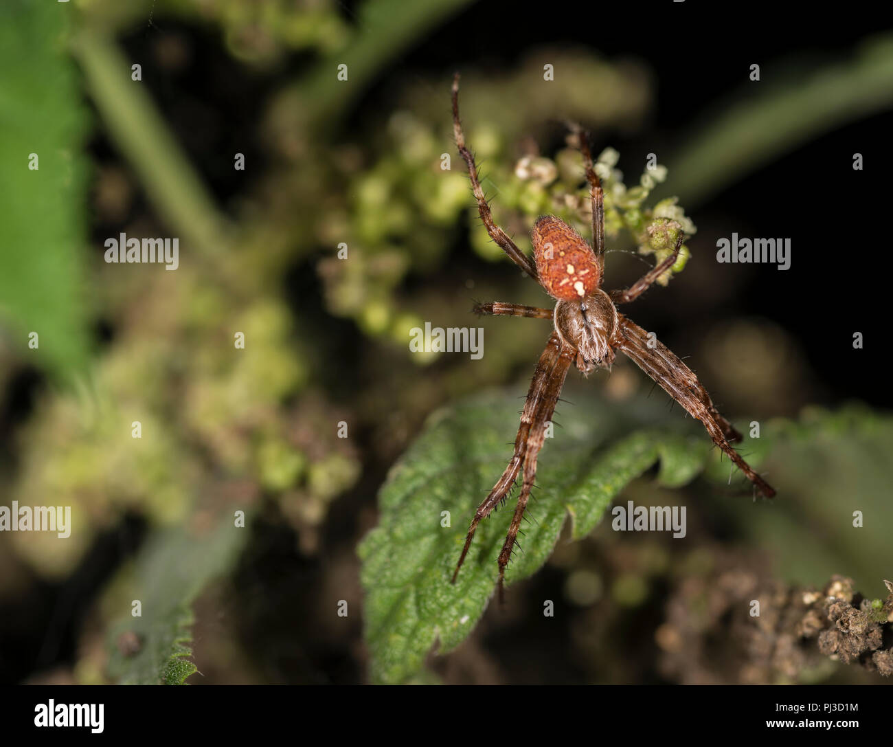 Wielwebspin hi-res stock photography and images - Alamy
