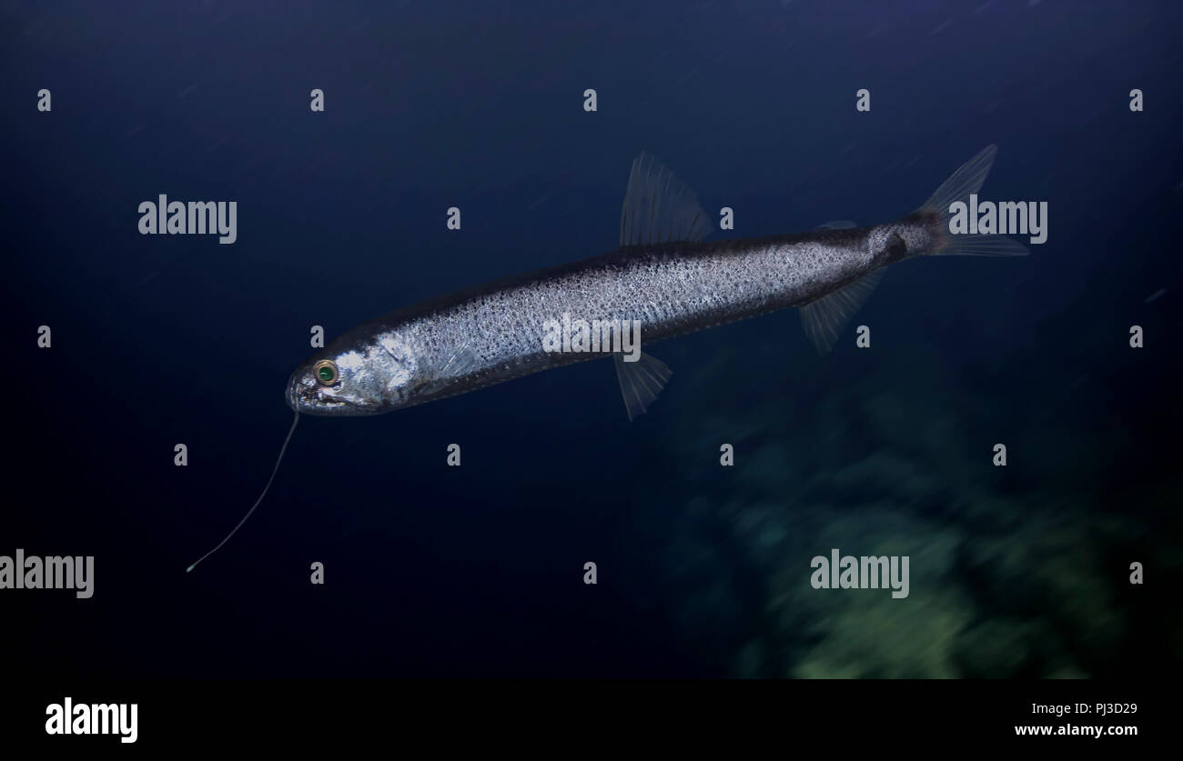 Fish On A Fish Counter High Resolution Stock Photography and Images - Alamy