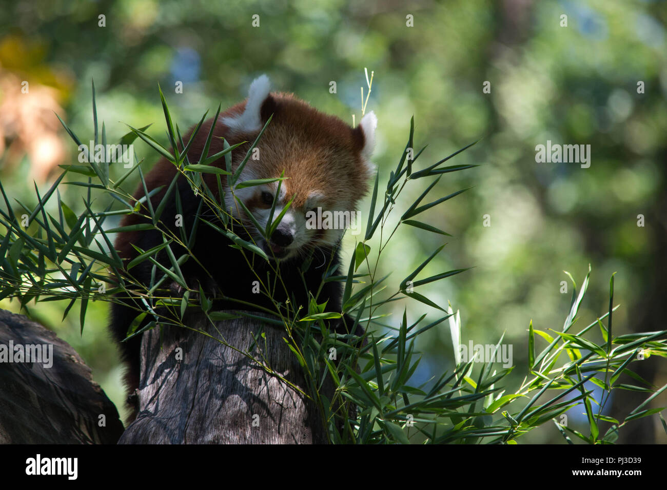 Muzzle panda hi-res stock photography and images - Alamy
