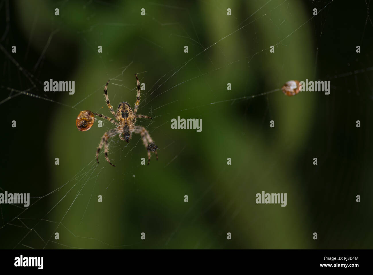 Red cross shield bug hi-res stock photography and images - Alamy