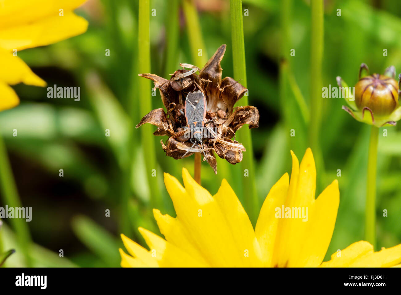 Western box elder bug hi-res stock photography and images - Alamy