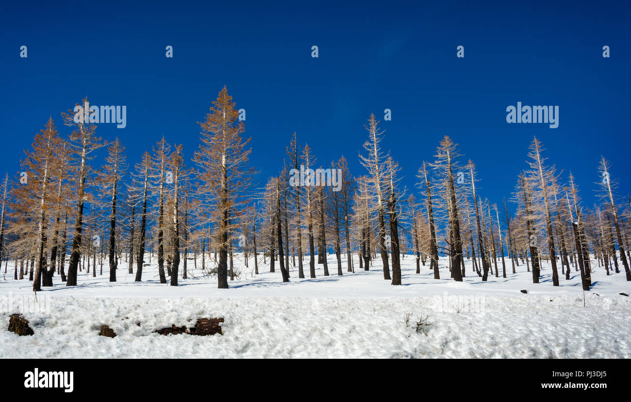 Burn damaged forest in snow, Lake Tahoe Stock Photo - Alamy