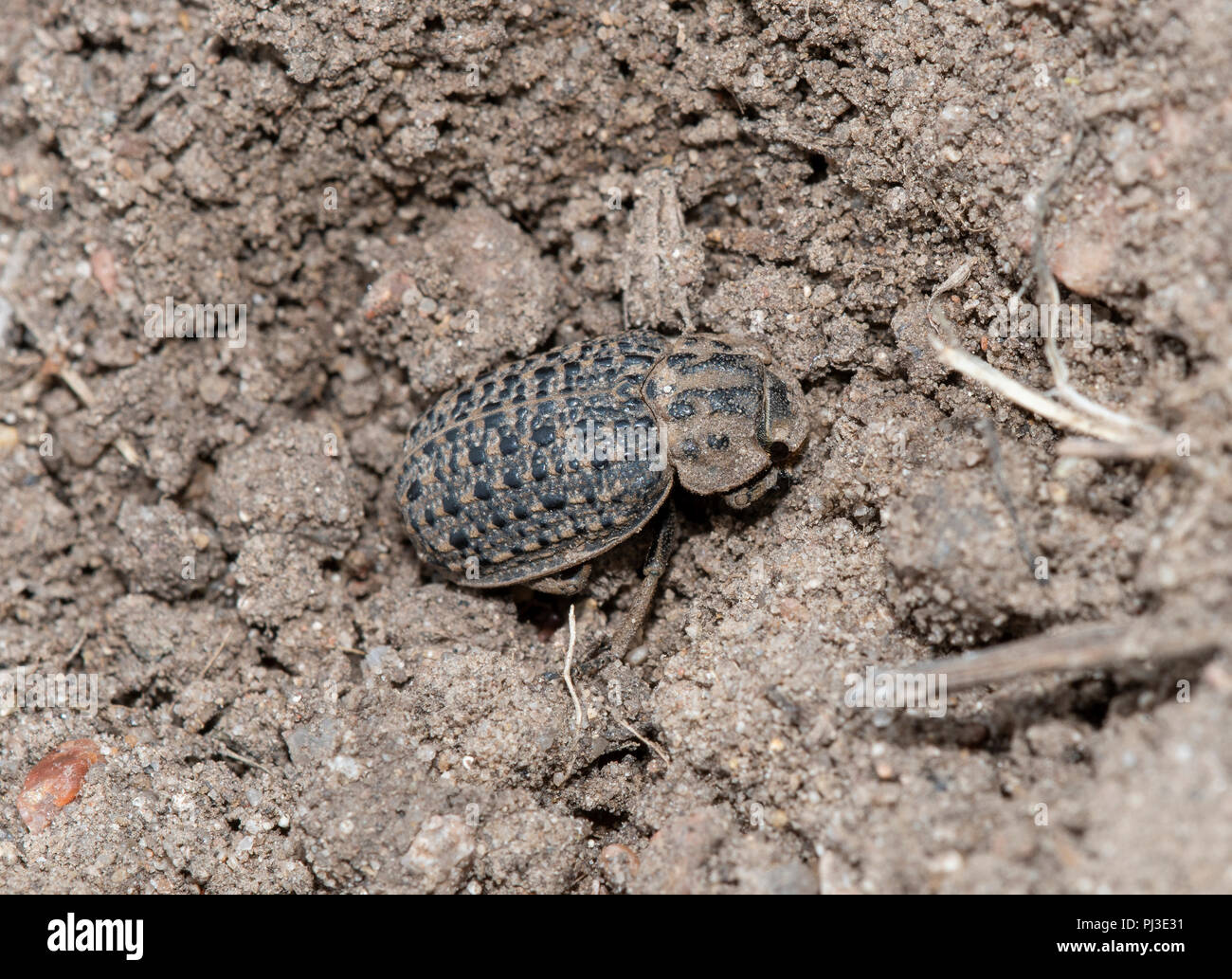 Hide beetle hi-res stock photography and images - Alamy