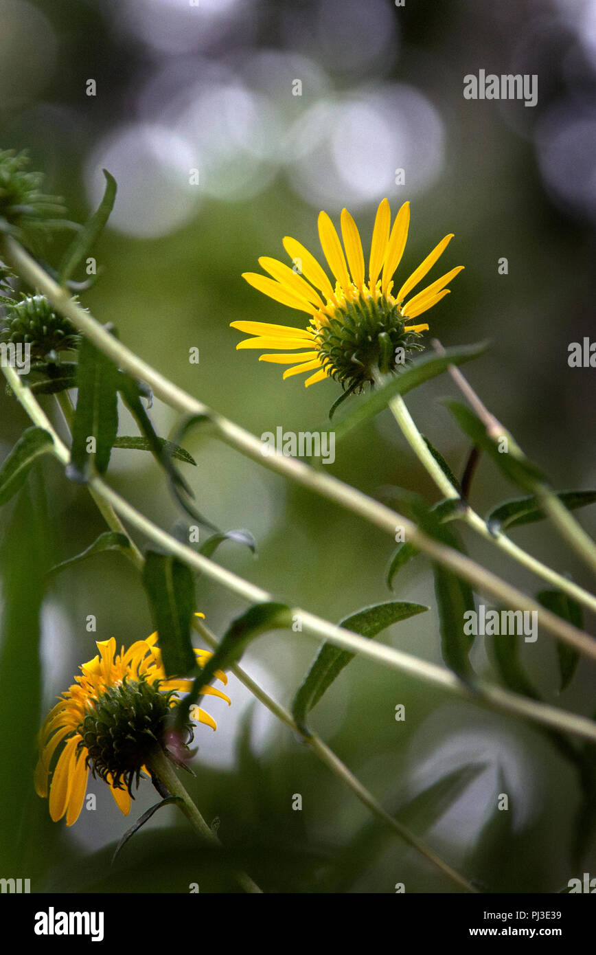 Marin flora hi-res stock photography and images - Alamy