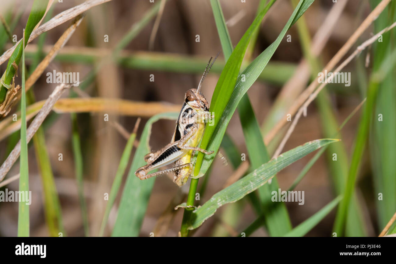 Macro of a Red-legged Grasshopper 5th Instar Nymph (Melanoplus ...