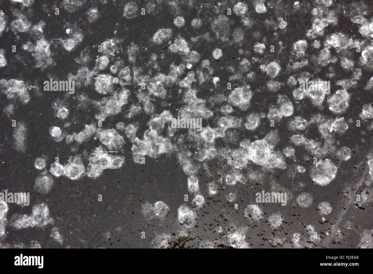 Structure of ice, ice fabric, mottled ice, salt ice, slush. Ice and ...