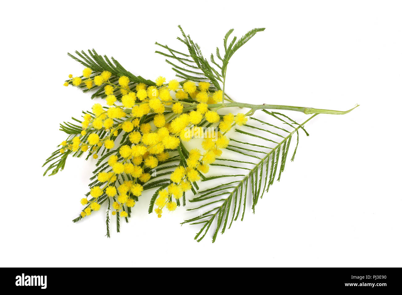 mimosa isolated on white background. Top view Stock Photo - Alamy