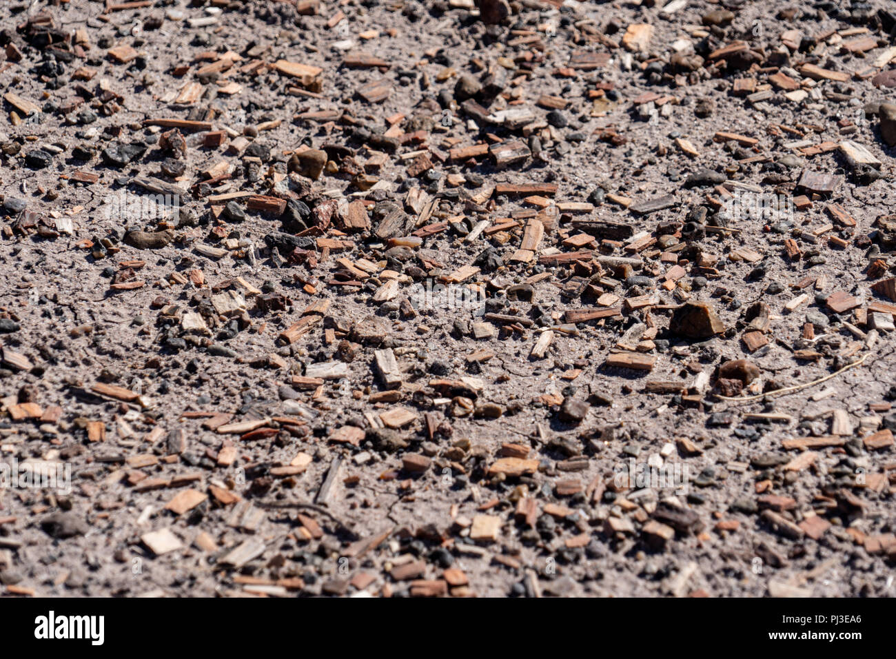 Close up of ancient rock chunks at Arizona's Petrified Forest National ...