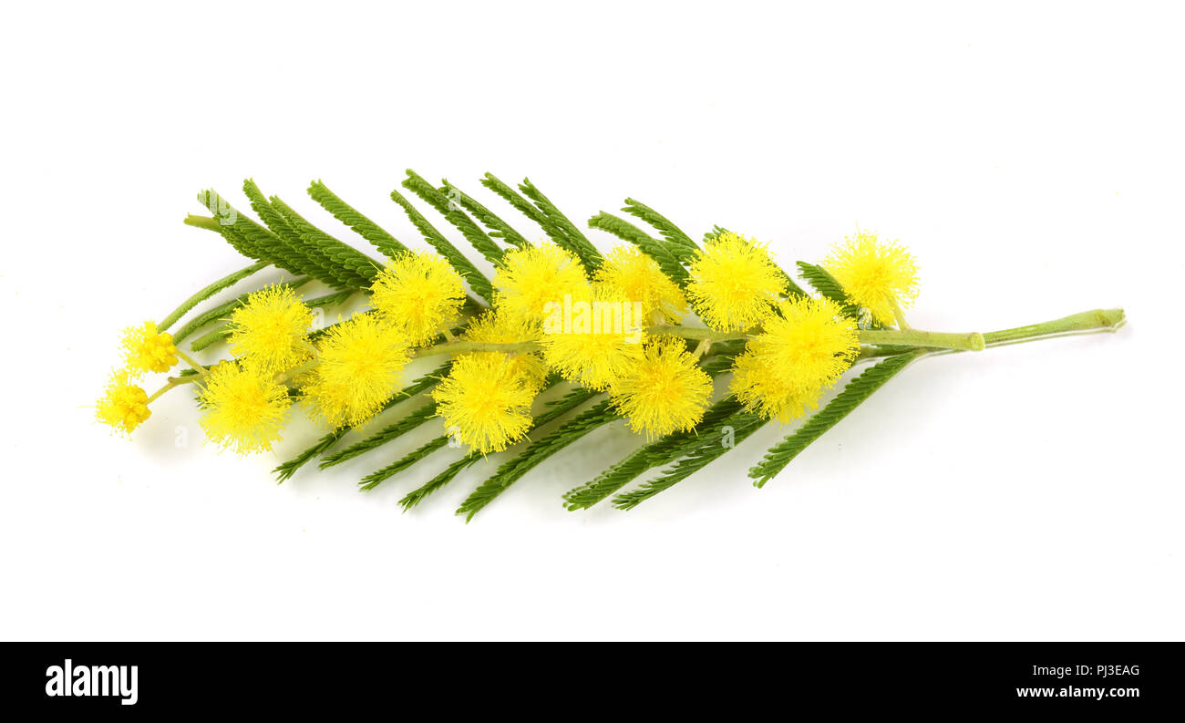 mimosa isolated on white background. Top view Stock Photo - Alamy
