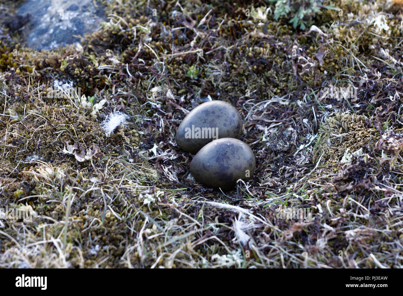 Nest guide. Arctic skua (Richardsons skua, parasitic jaeger ...