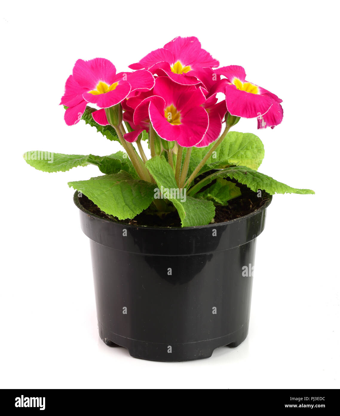 pink primula polyanthus isolated on white. spring primroses flowers ...